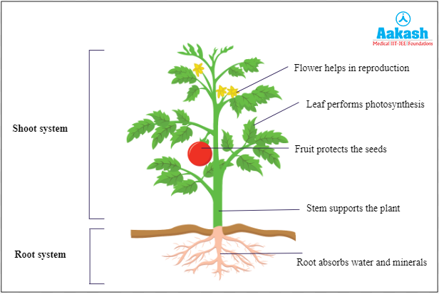 Roots: Function, Modifications & Examples | AESL